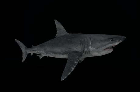 Second Life Marketplace - Mesh Shark Boxed