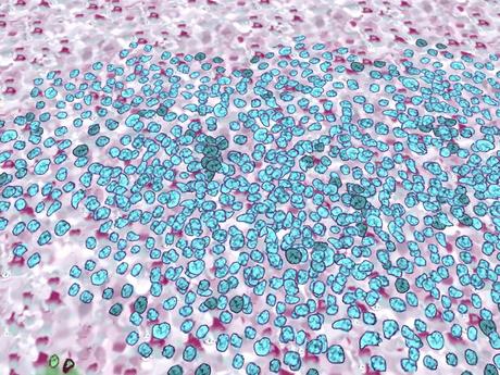 Second Life Marketplace - Fantasy Ground Cover: Commercial Use (An ...