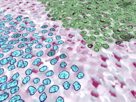 Second Life Marketplace - Fantasy Ground Cover: Commercial Use (An ...