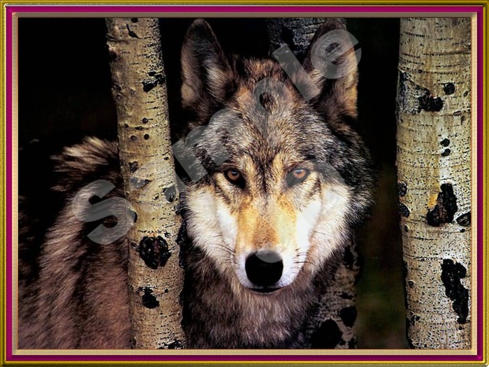 Second Life Marketplace - JD Wolf 7