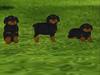 Second Life Marketplace - Rottweiler Puppy Scripted and Animated Dog