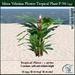 Second Life Marketplace - Musa velutina Tropical Exotic Plant-1 prim ...