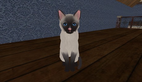 Second Life Marketplace - siamese cat sitting