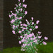 Second Life Marketplace - Clematis (鉄線) parts set _white magenta