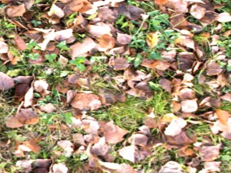 Second Life Marketplace - Fall Ground Texture: Commercial Use (An ...