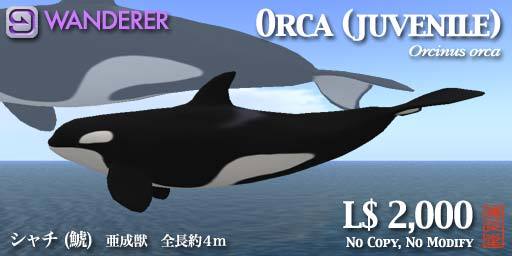 Second Life Marketplace - Orca WANDERER Young 4m