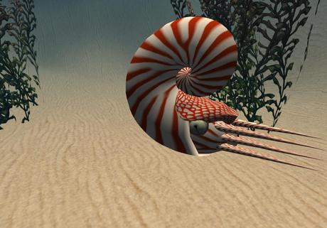 Second Life Marketplace - Free Swimming Chambered Nautilus