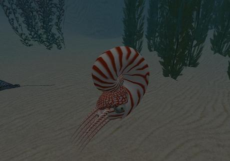 Second Life Marketplace - Free Swimming Chambered Nautilus