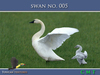 Second Life Marketplace - [Toucan Textures] Swan No. 005