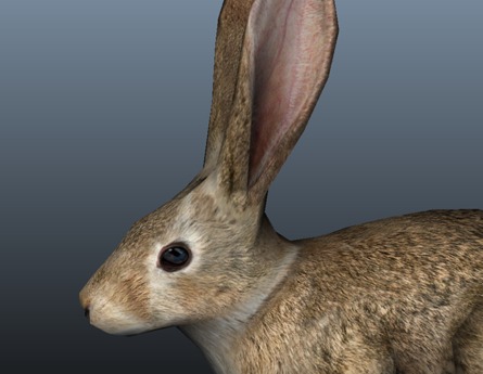 Second Life Marketplace - Rabbit - Full Perm