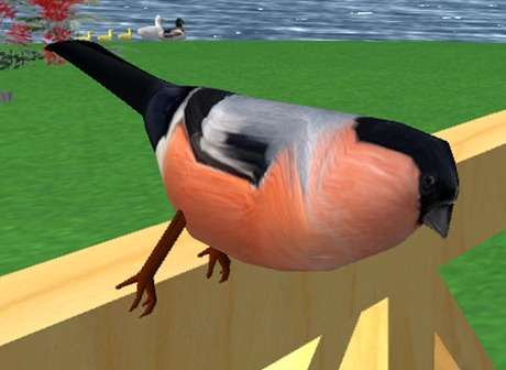 Second Life Marketplace - Nordic birds: Magpie, Great Tlt and Bullfinch