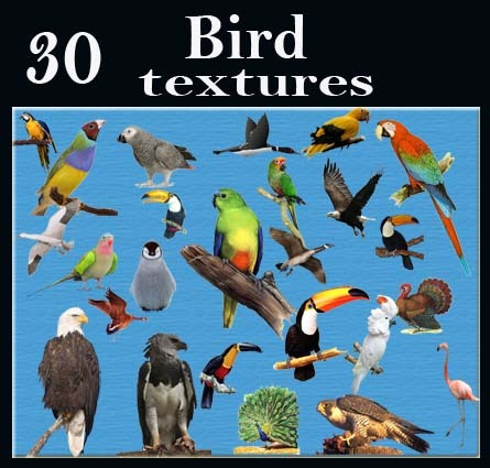 Second Life Marketplace - 30 bird textures