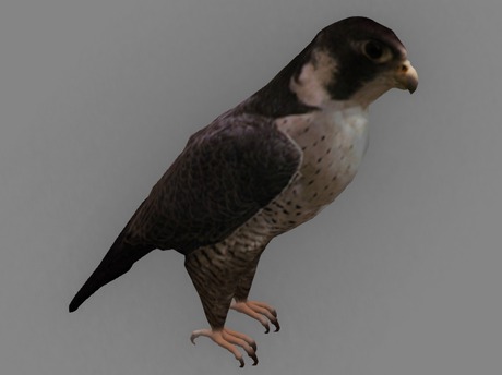 Second Life Marketplace - Falcon Pack - Mesh - Full Perm