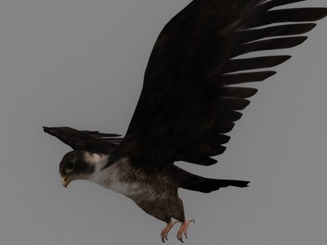 Second Life Marketplace - Falcon Pack - Mesh - Full Perm