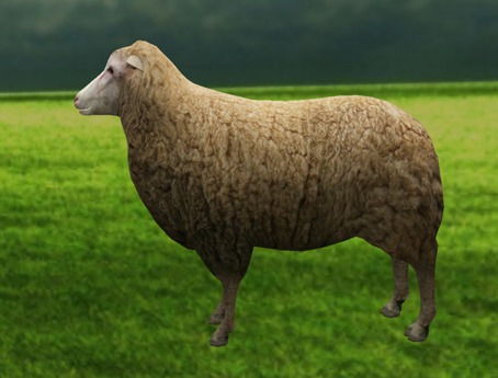 Second Life Marketplace - Sheep Pack - Mesh - Full Perm