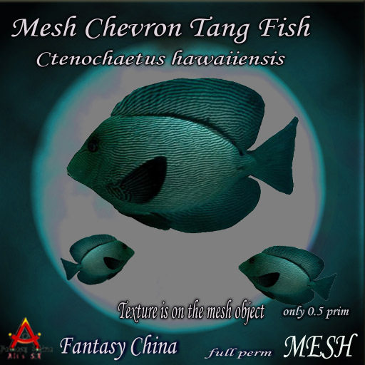 Second Life Marketplace - Mesh Chevron Tang-Ctenochaetus hawaiiensis ...