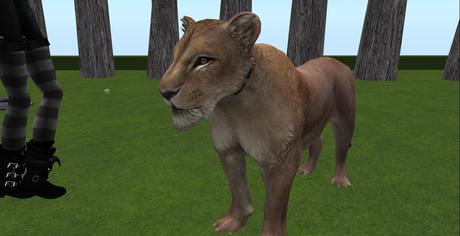 Second Life Marketplace - Lion & Lioness With Roar sound (boxed)