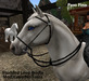Second Life Marketplace - Studded Loop Bridle- Paso Fino