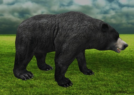 Second Life Marketplace - Black & Brown Bears - Mesh - Full Perm