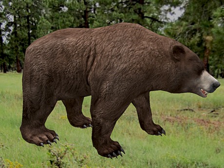 Second Life Marketplace - Black & Brown Bears - Mesh - Full Perm