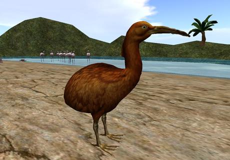 Second Life Marketplace - Red Rail (Aphanapteryx bonasia) - Extinct ...