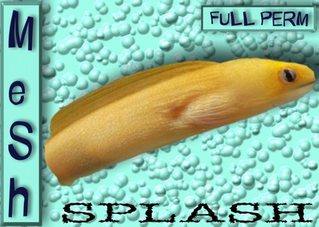 Second Life Marketplace - Splash Box Mesh Full Perm golden dwarf eel 0.5/1