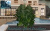 Second Life Marketplace - MGC Beautiful budding marijuana plant
