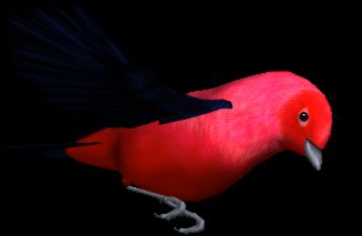 Second Life Marketplace - GIANT FULL PERM BIRD PACK